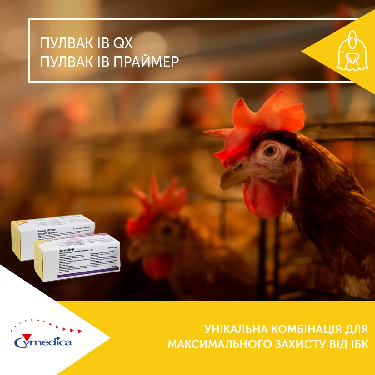 Лікування інфекційного бронхіту у курей - Пулвак ІВ Праймер та Пулвак IB QX